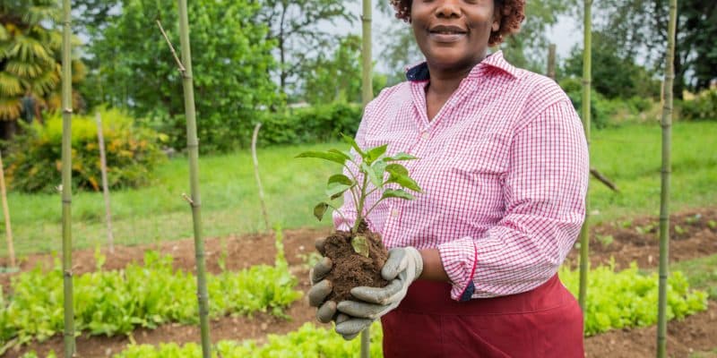 Togo : 5 millions d’arbres plantés sur plus de 8 000 hectares – Sahel ...